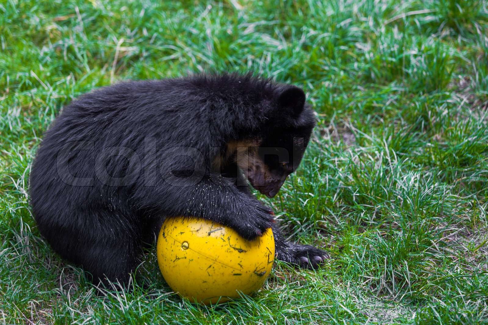 Little bear playing with ball. small wild bear | Stock image | Colourbox