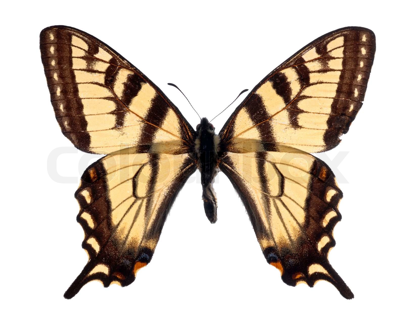 butterfly | Stock image | Colourbox