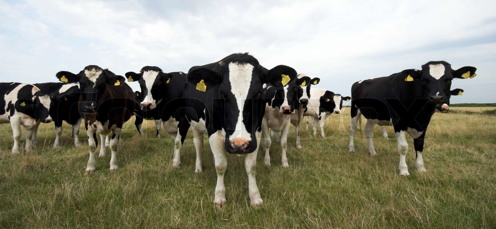 Cows looking at you. | Stock image | Colourbox