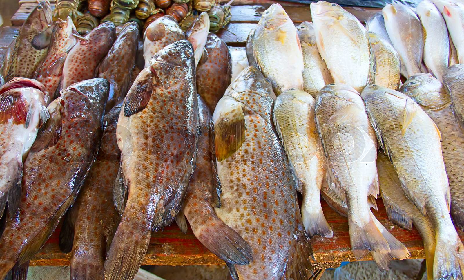 Maputo fish market | Stock image | Colourbox