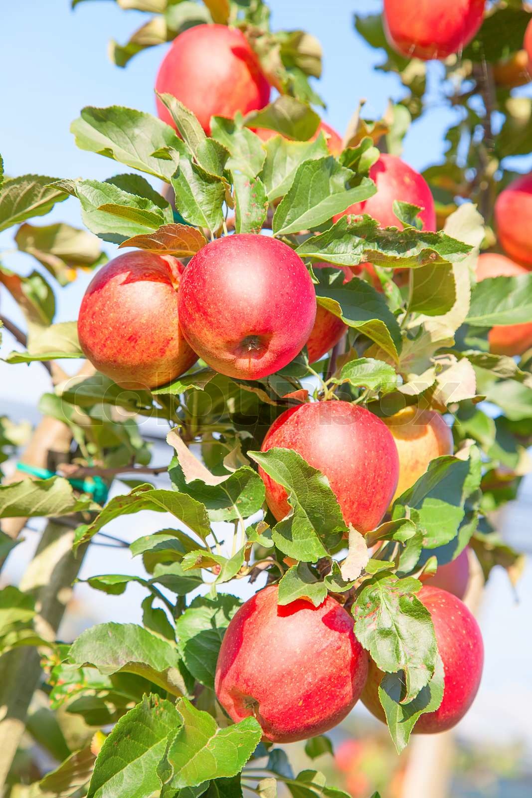 Apple garden | Stock image | Colourbox