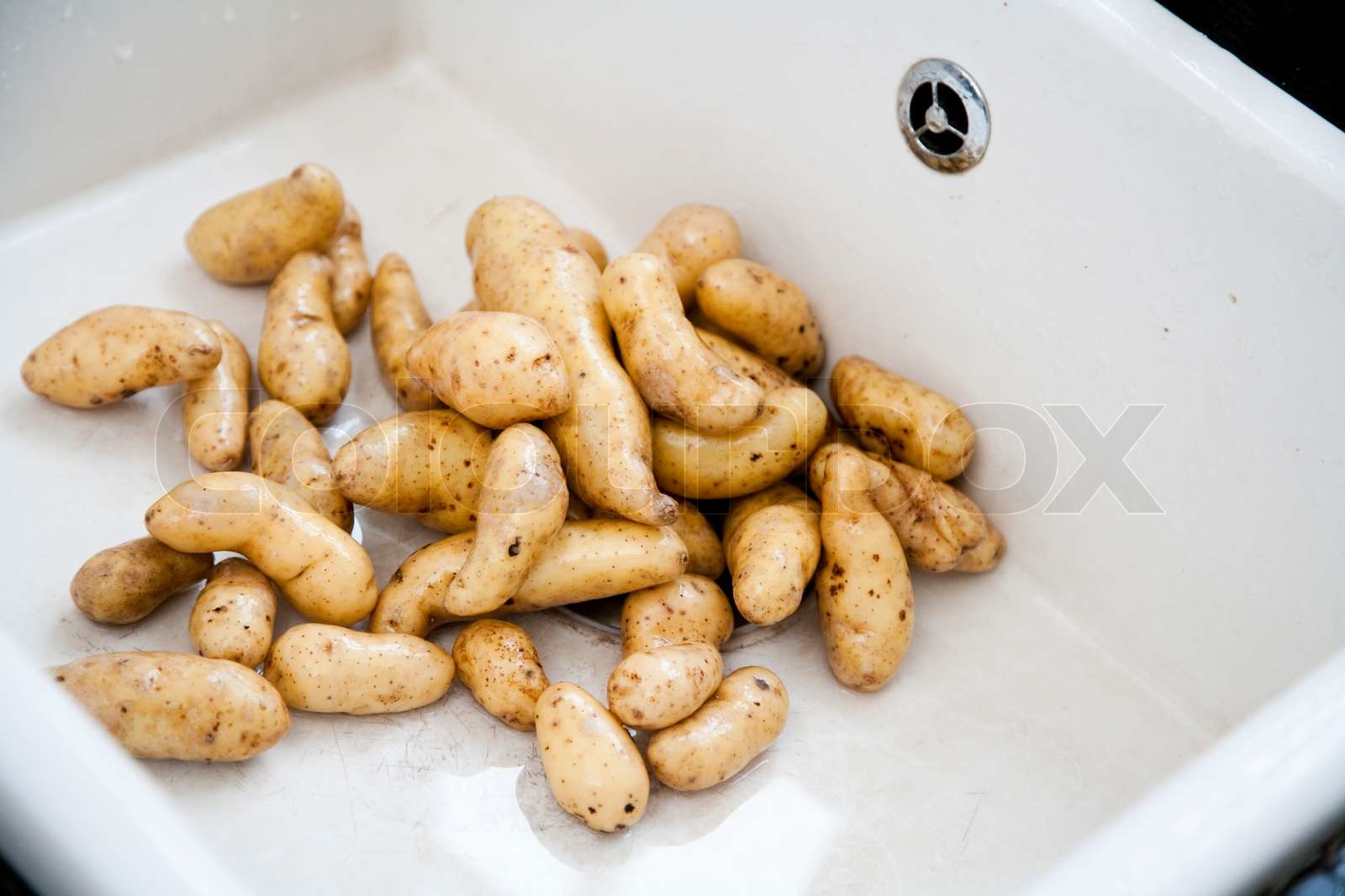 Washing potatoes in the sink | Stock image | Colourbox