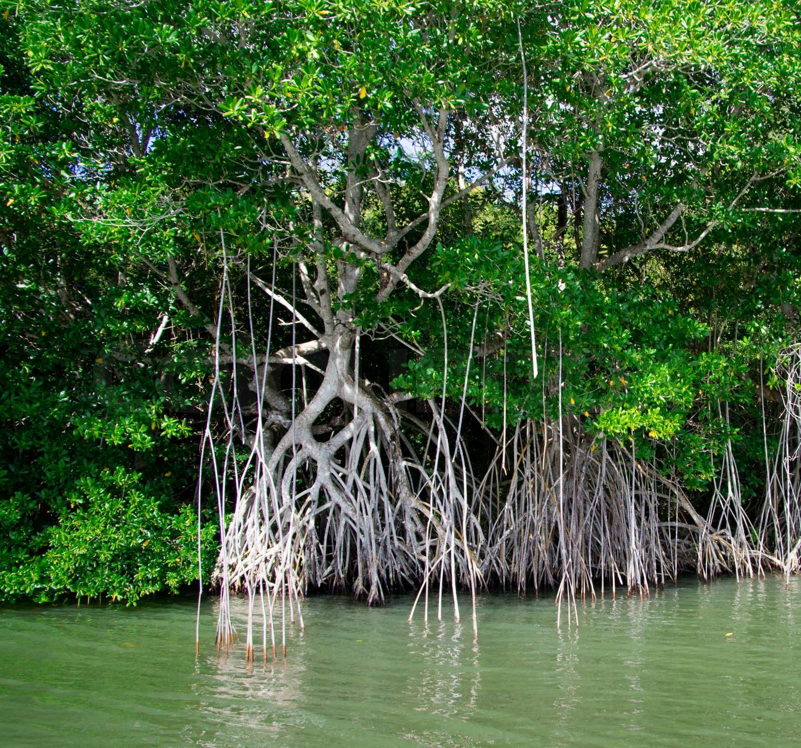 mangrove trees | Stock image | Colourbox
