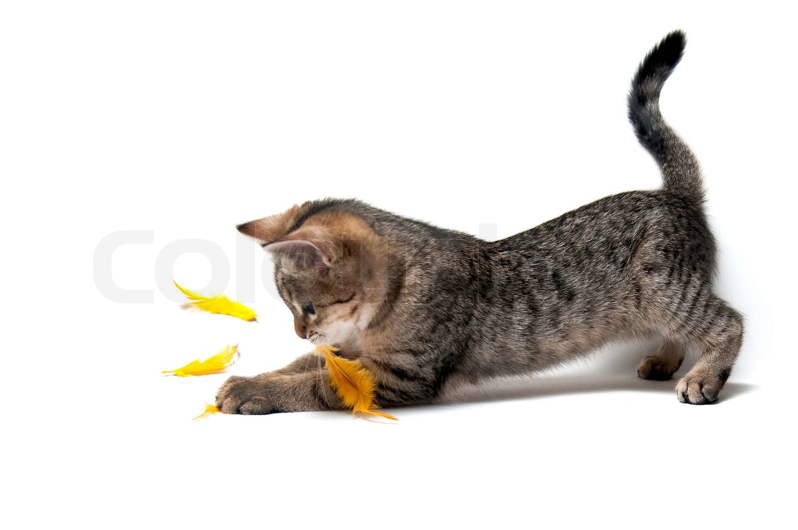 kat, kåd, kattekilling | Stock foto | Colourbox