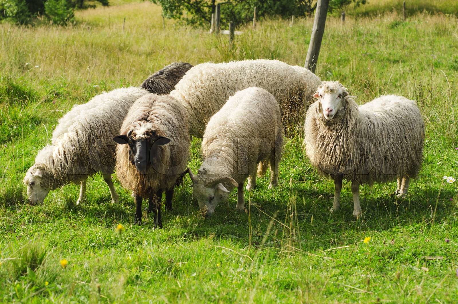 Grazing sheep | Stock image | Colourbox