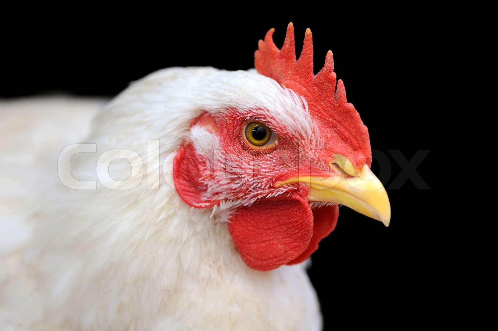 White chicken | Stock image | Colourbox
