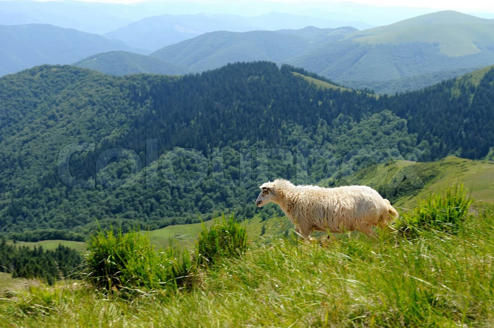 Sheep in mountain | Stock image | Colourbox