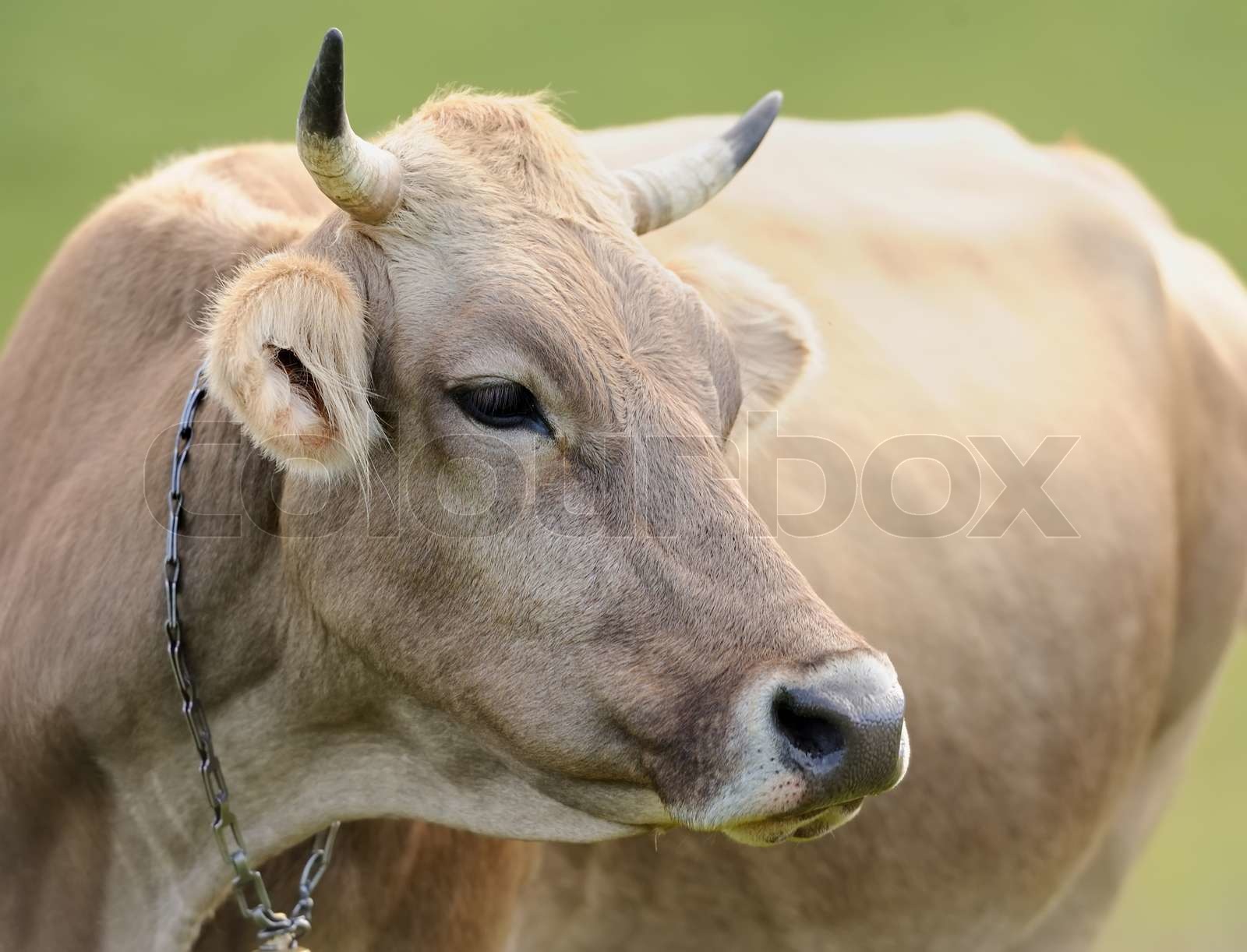 Cow in nature | Stock image | Colourbox