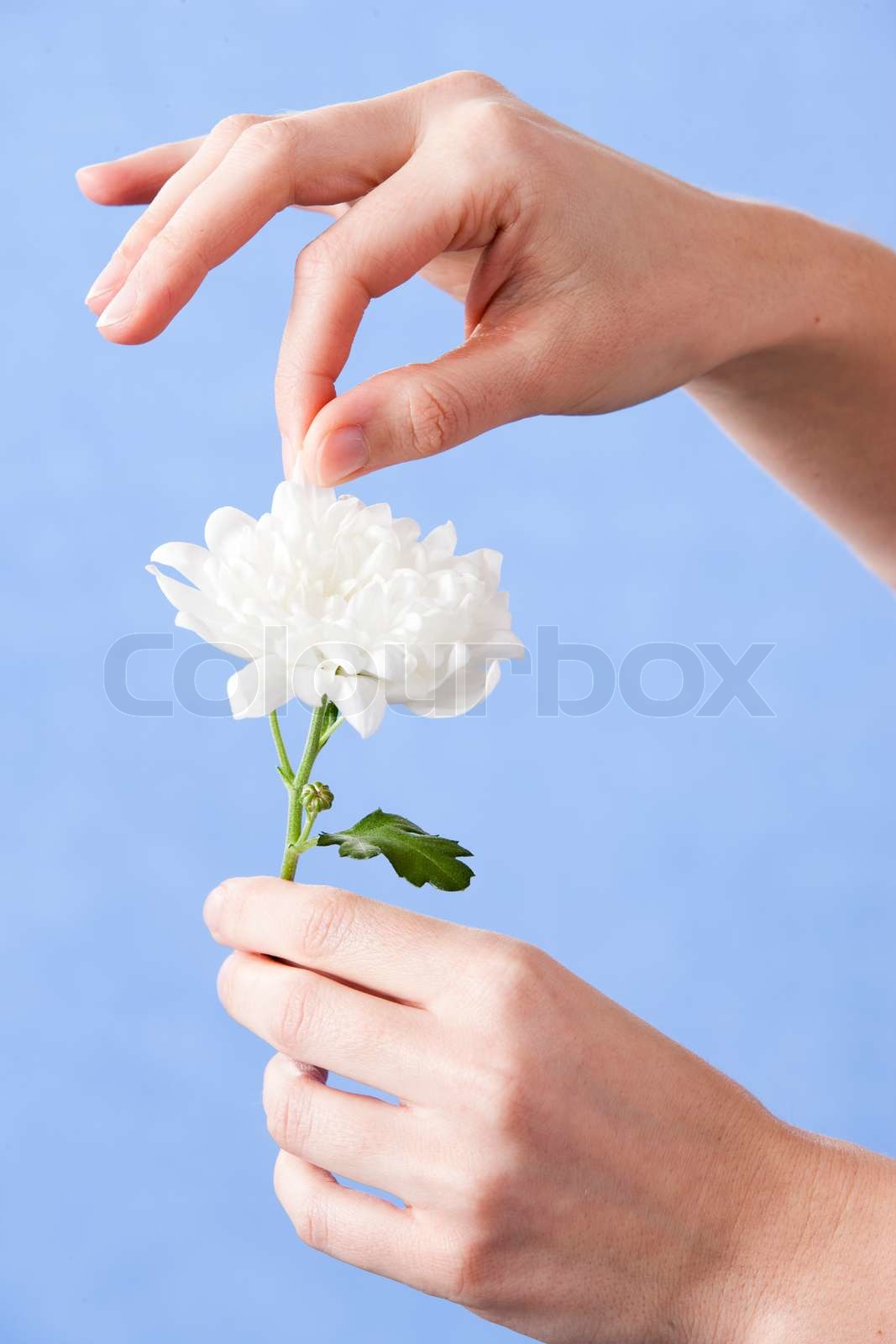 Hand plucking petals from a white flower | Stock image | Colourbox