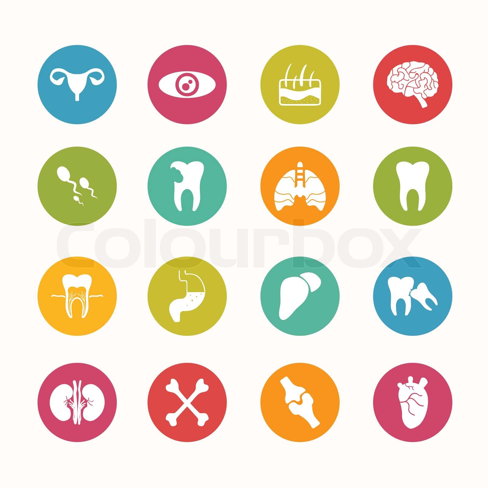 Human anatomy icons set Circle Series - eps.10 | Stock vector | Colourbox