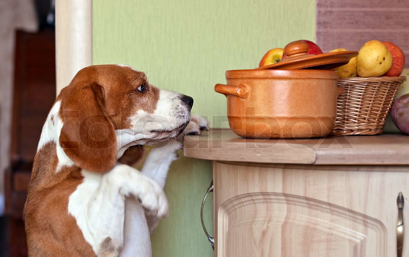 beagle in kitchen | Stock image | Colourbox