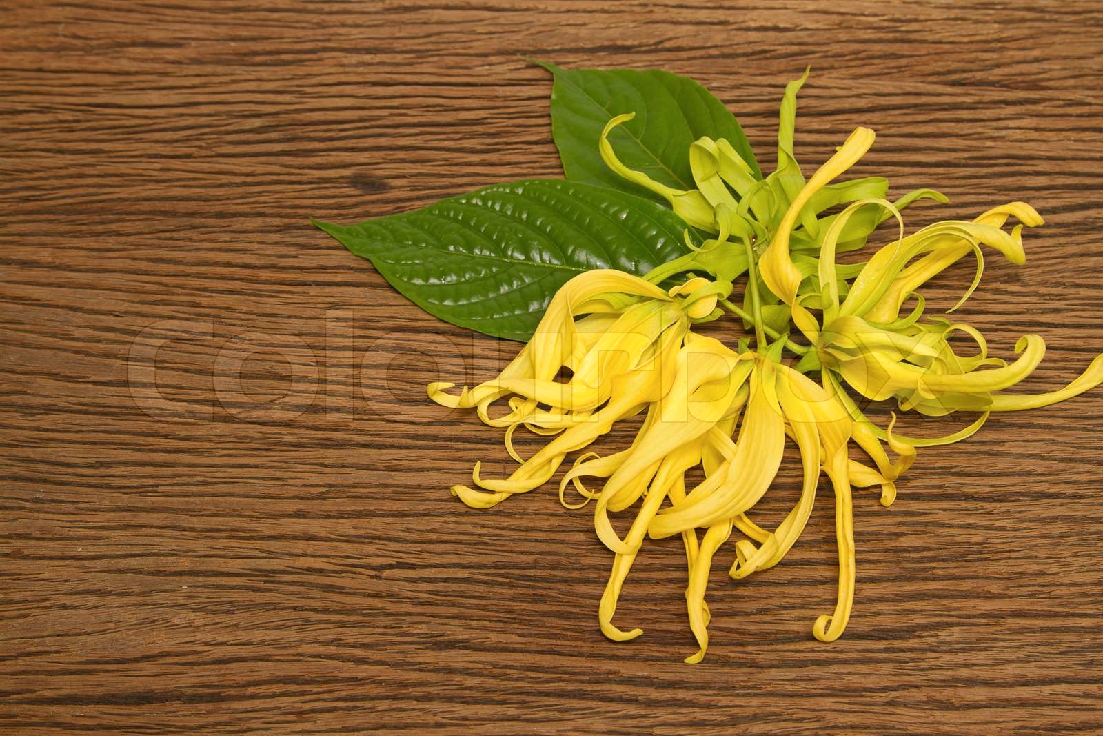 Dwarf Ylang-Ylang flower bloom | Stock image | Colourbox