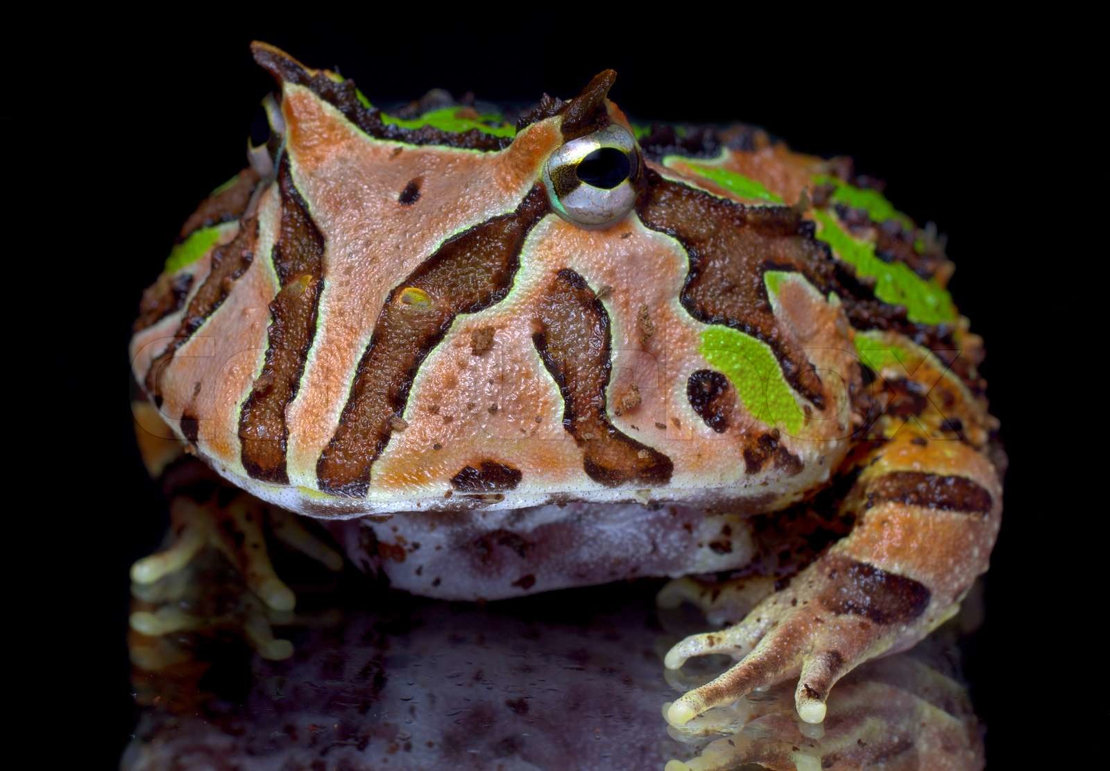 Cranwell's horned frog | Stock image | Colourbox