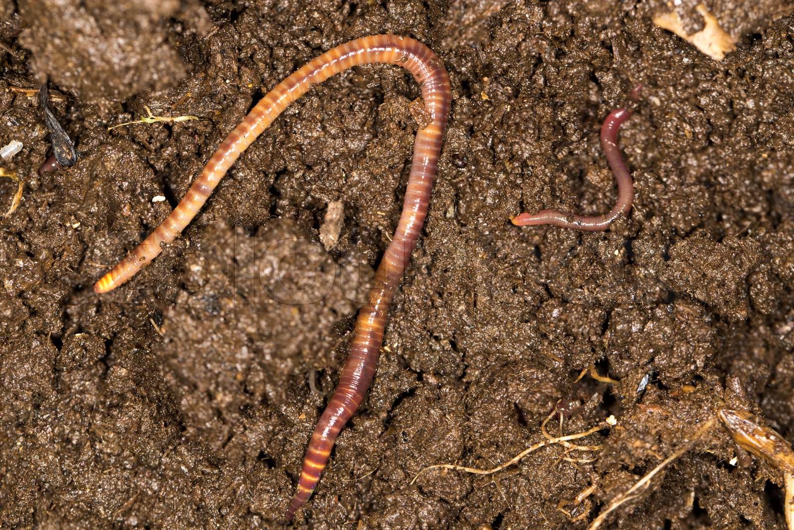 red worm manure | Stock image | Colourbox