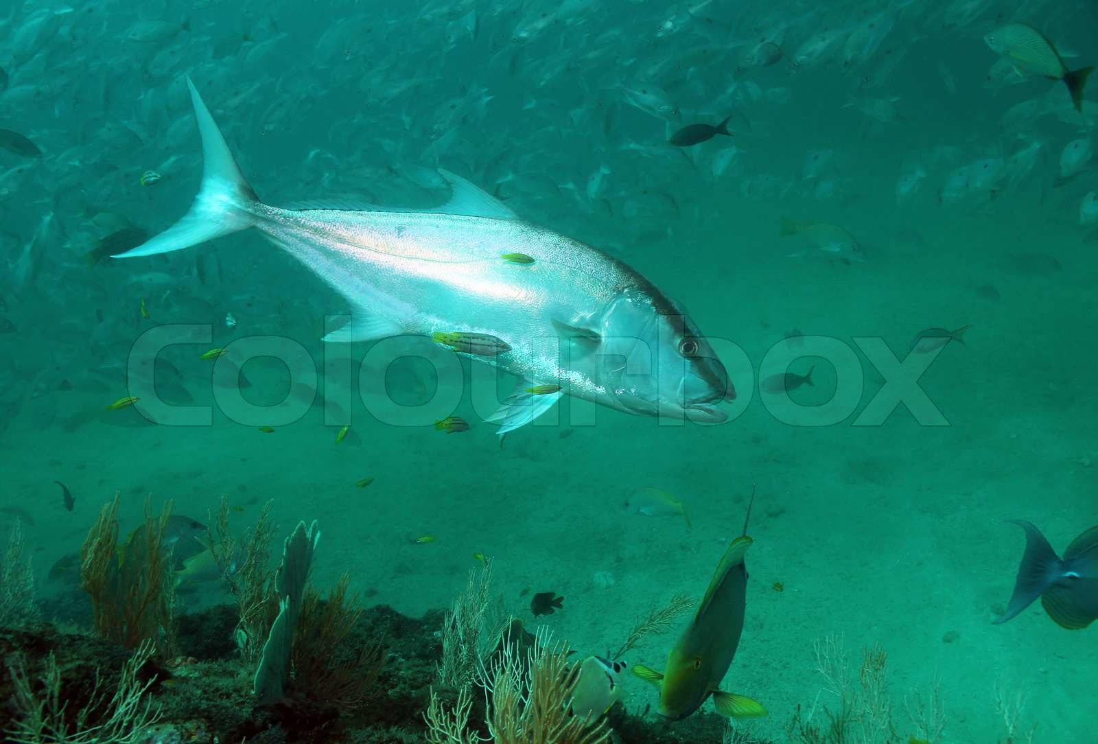 Greater Amberjack | Stock image | Colourbox