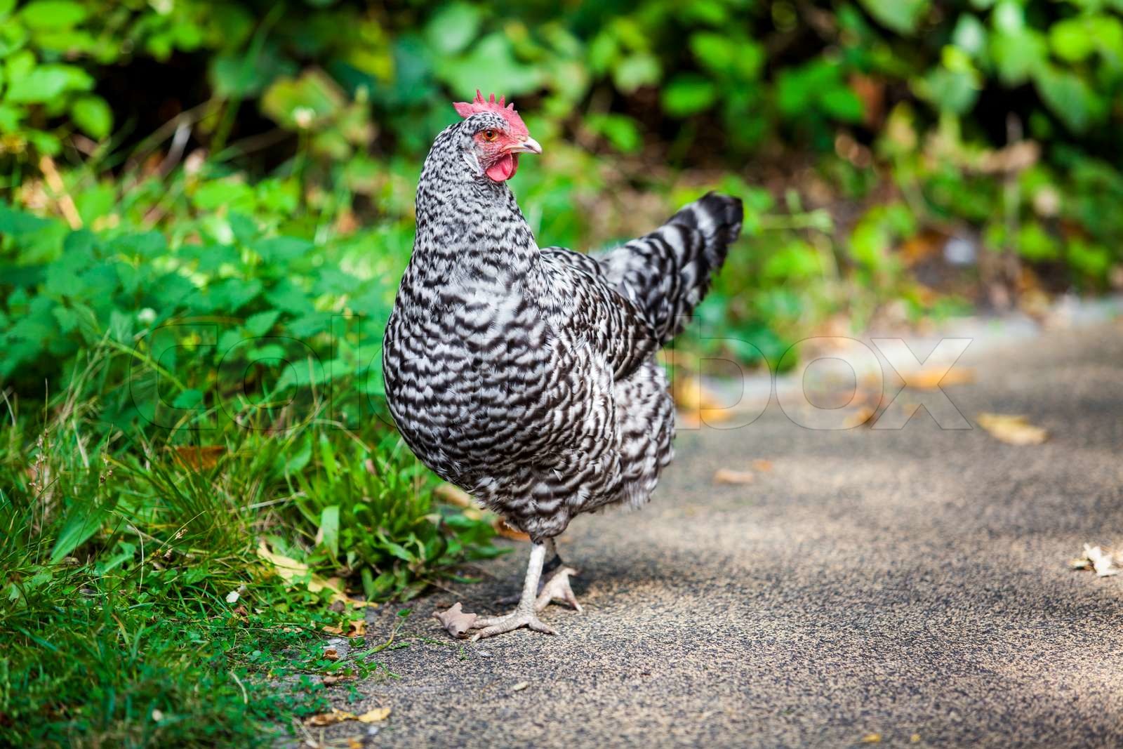 grey hen. chicken | Stock image | Colourbox
