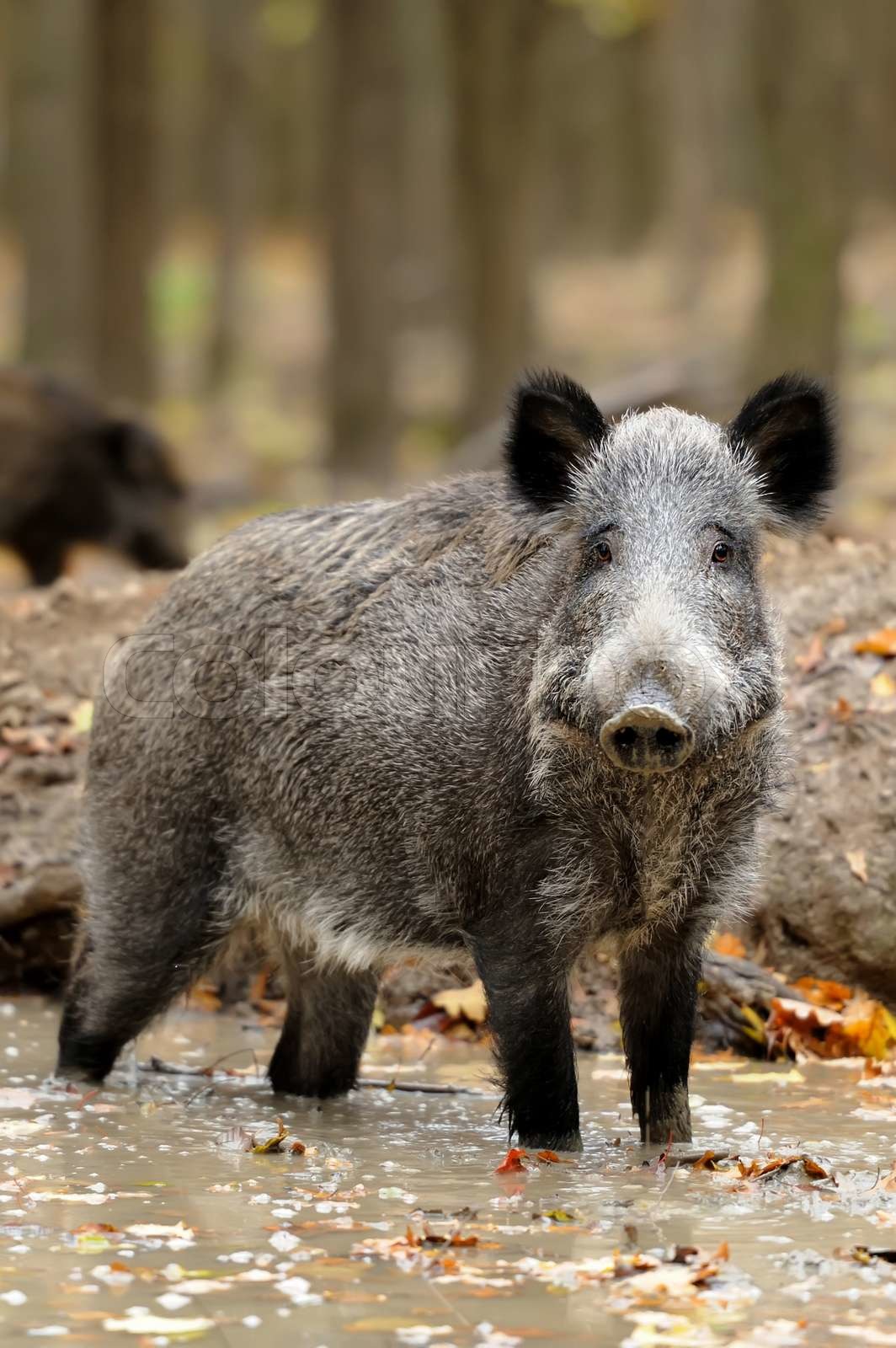 Wild boar | Stock image | Colourbox