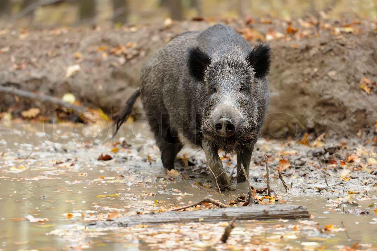 Wild boar | Stock image | Colourbox