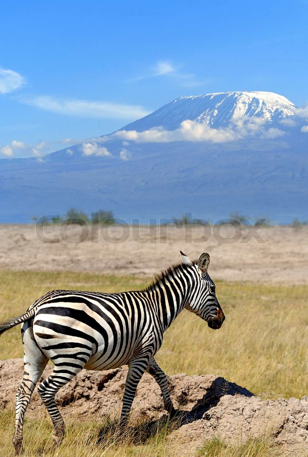 Zebra | Stock image | Colourbox