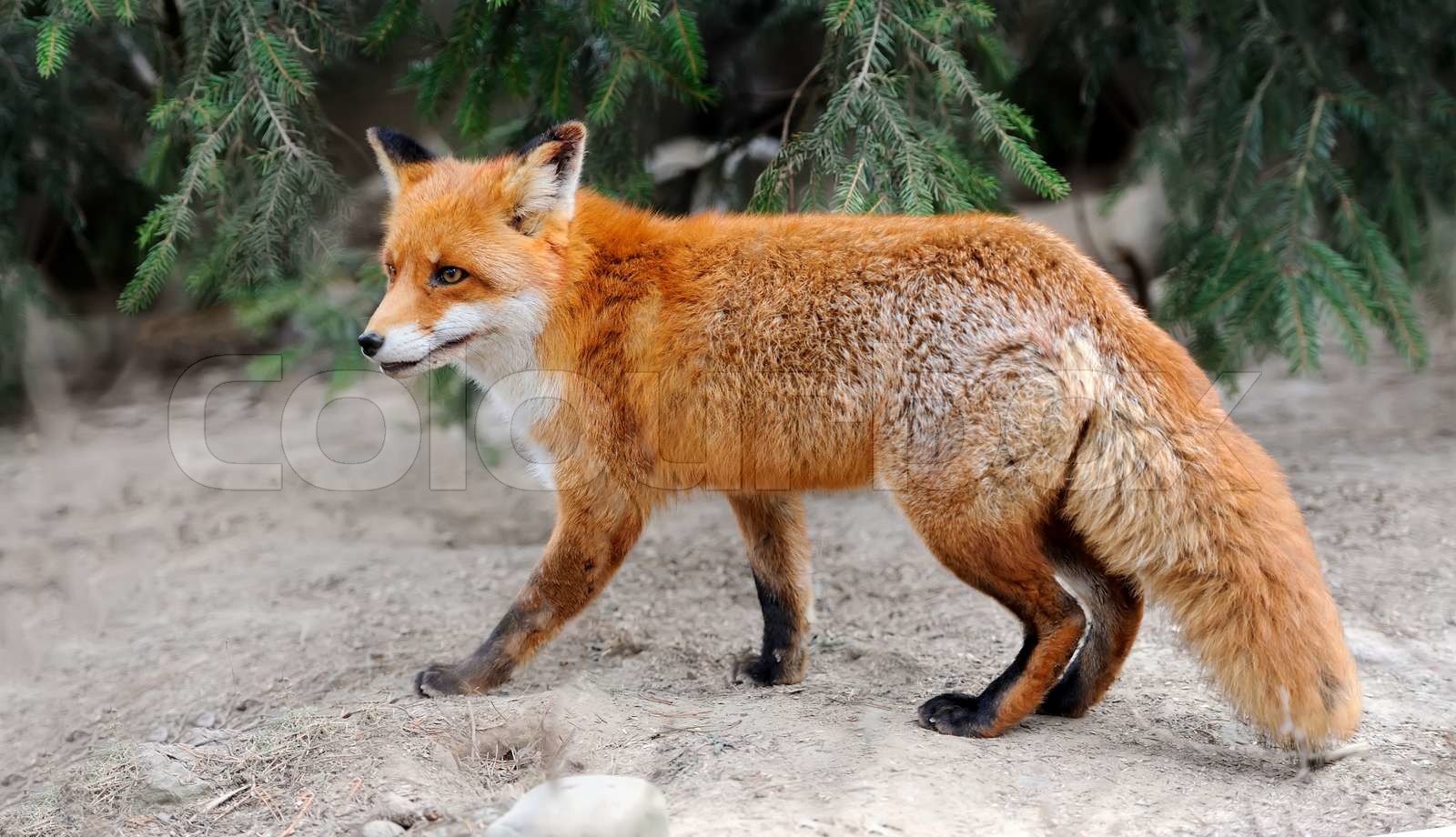 Red fox | Stock image | Colourbox