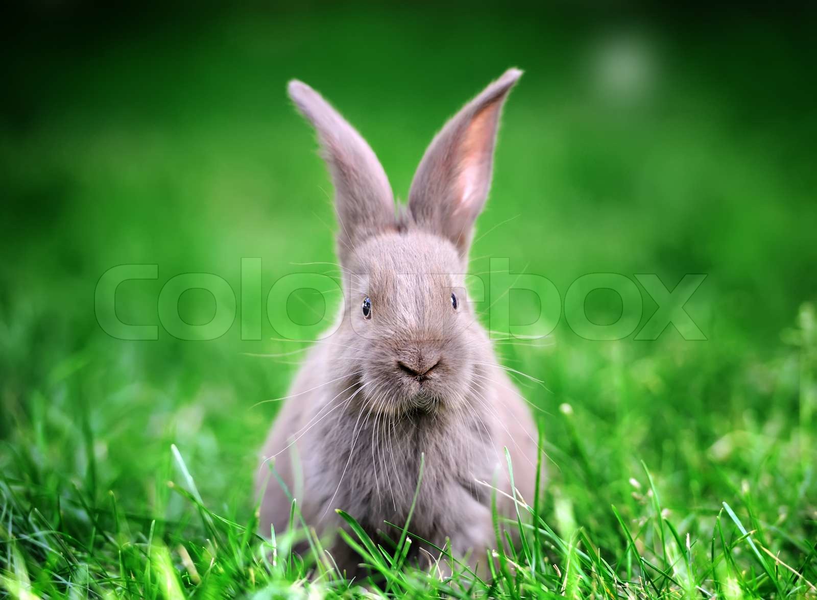 Rabbit in the grass | Stock image | Colourbox