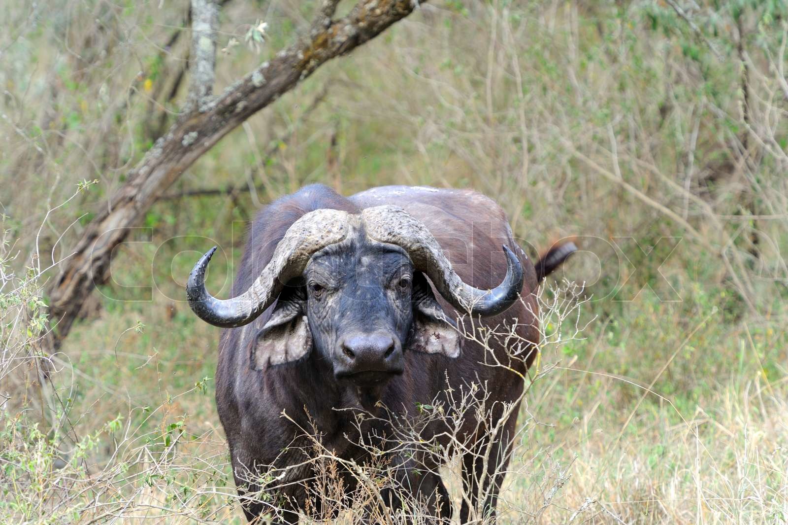 Buffalo | Stock image | Colourbox