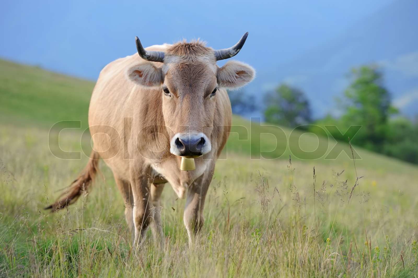 Cow in nature | Stock image | Colourbox