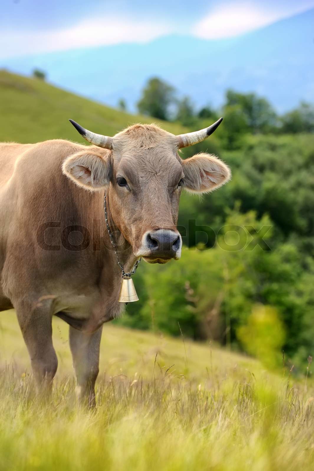 Cow in nature | Stock image | Colourbox