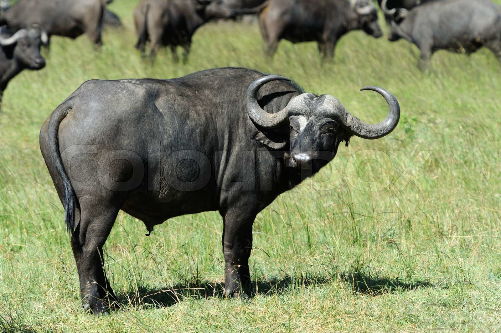 Buffalo | Stock image | Colourbox