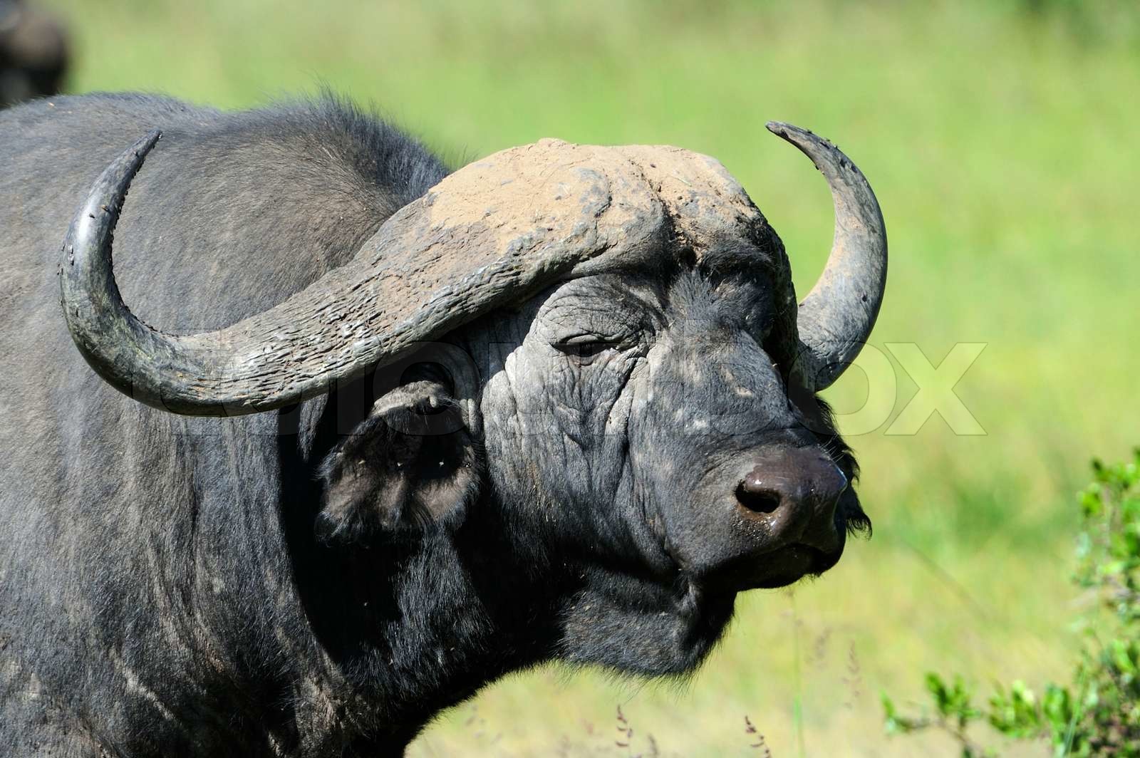 Buffalo | Stock image | Colourbox