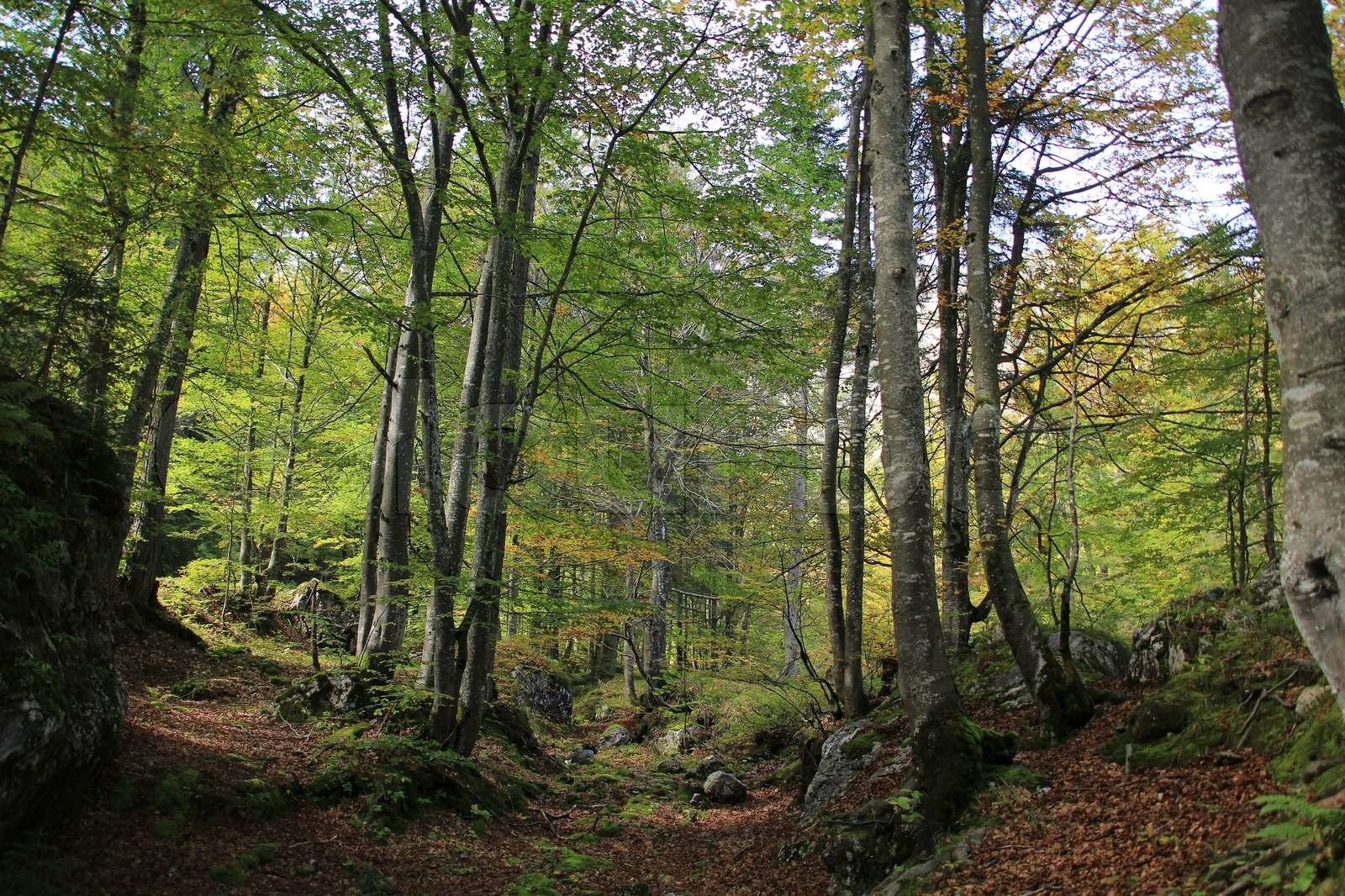 Wonderful landscape and discoloration of the leaves in the forest in ...