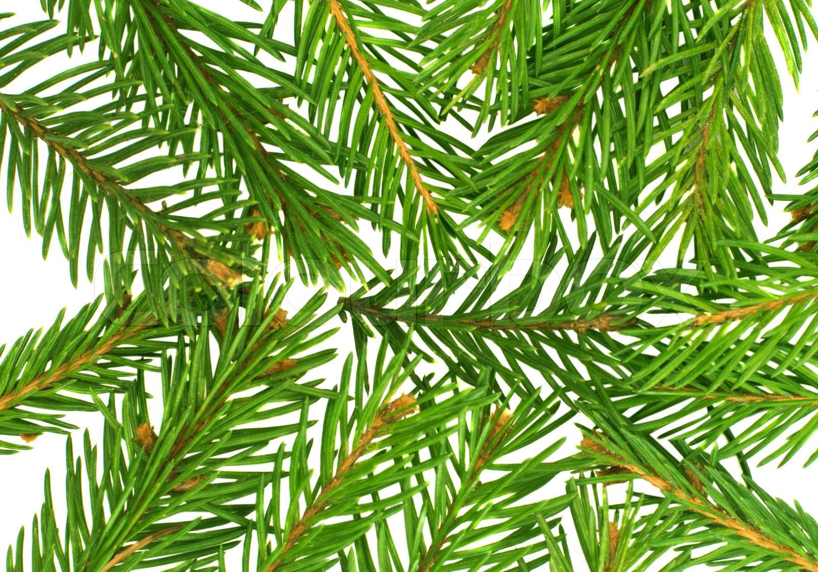 spruce twig | Stock image | Colourbox