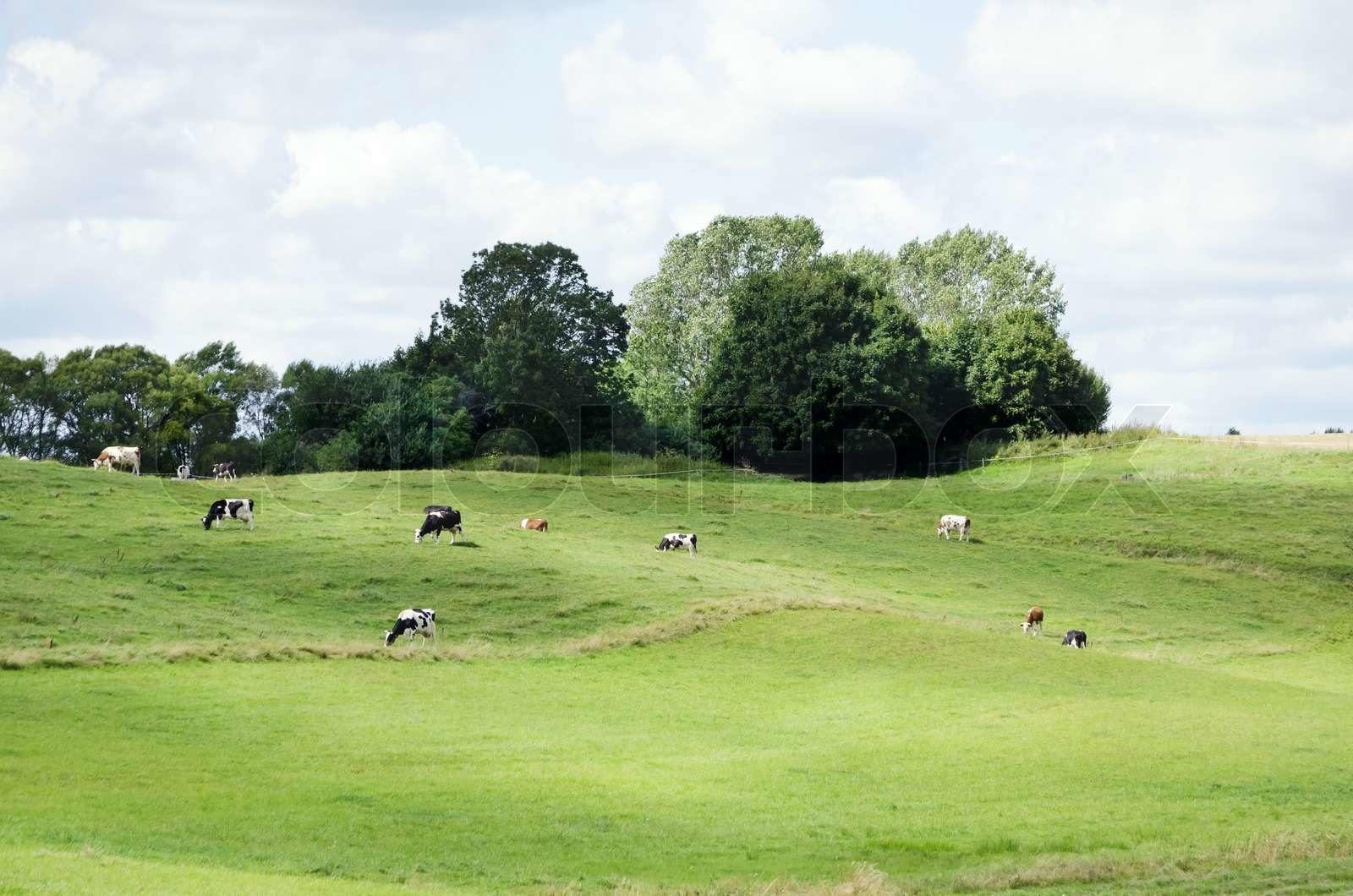 Farm Meadow With Cow | Stock image | Colourbox
