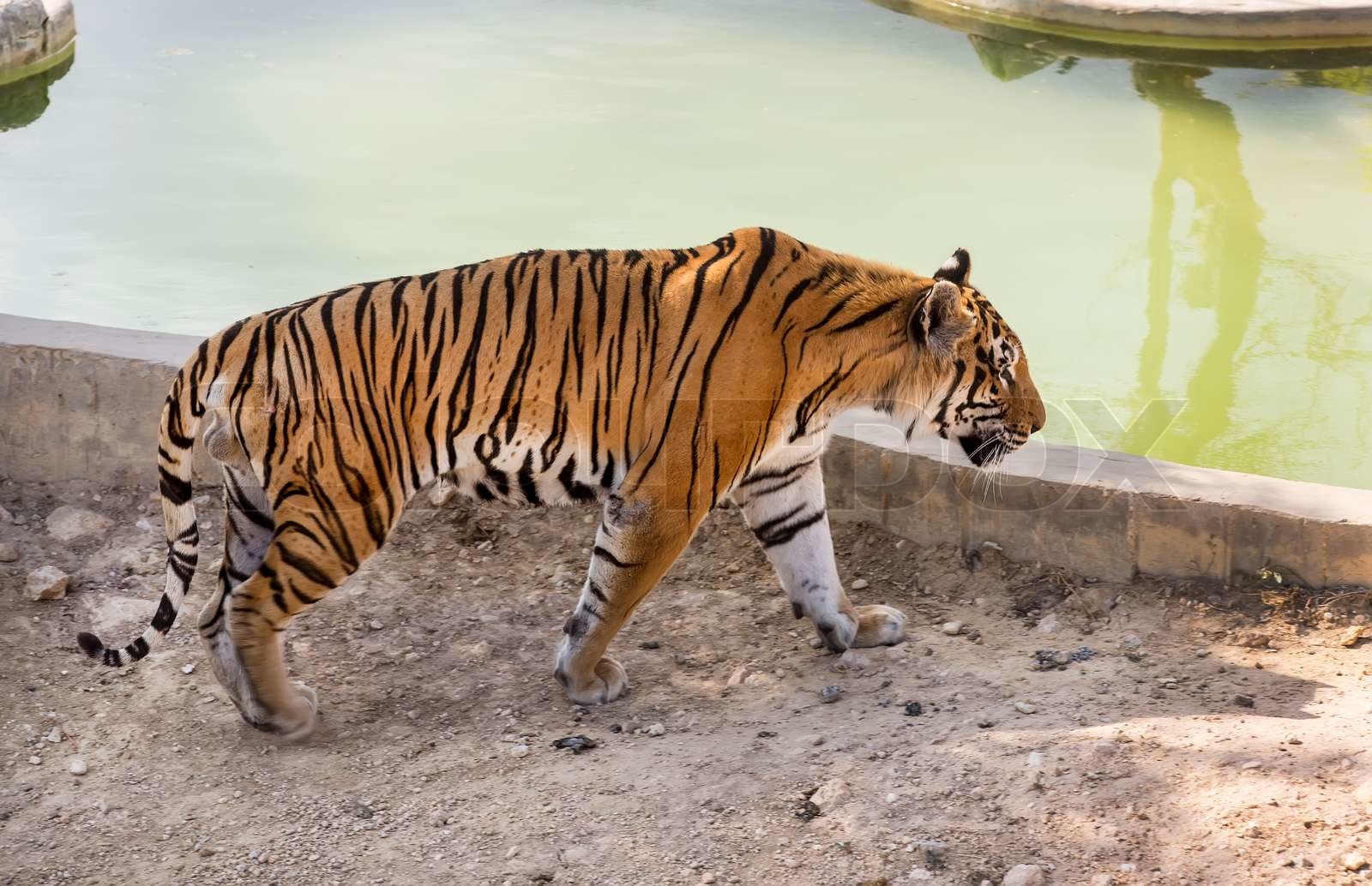 tiger in the wild in Africa | Stock image | Colourbox