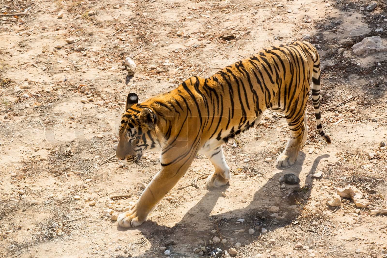 tiger in the wild in Africa | Stock image | Colourbox