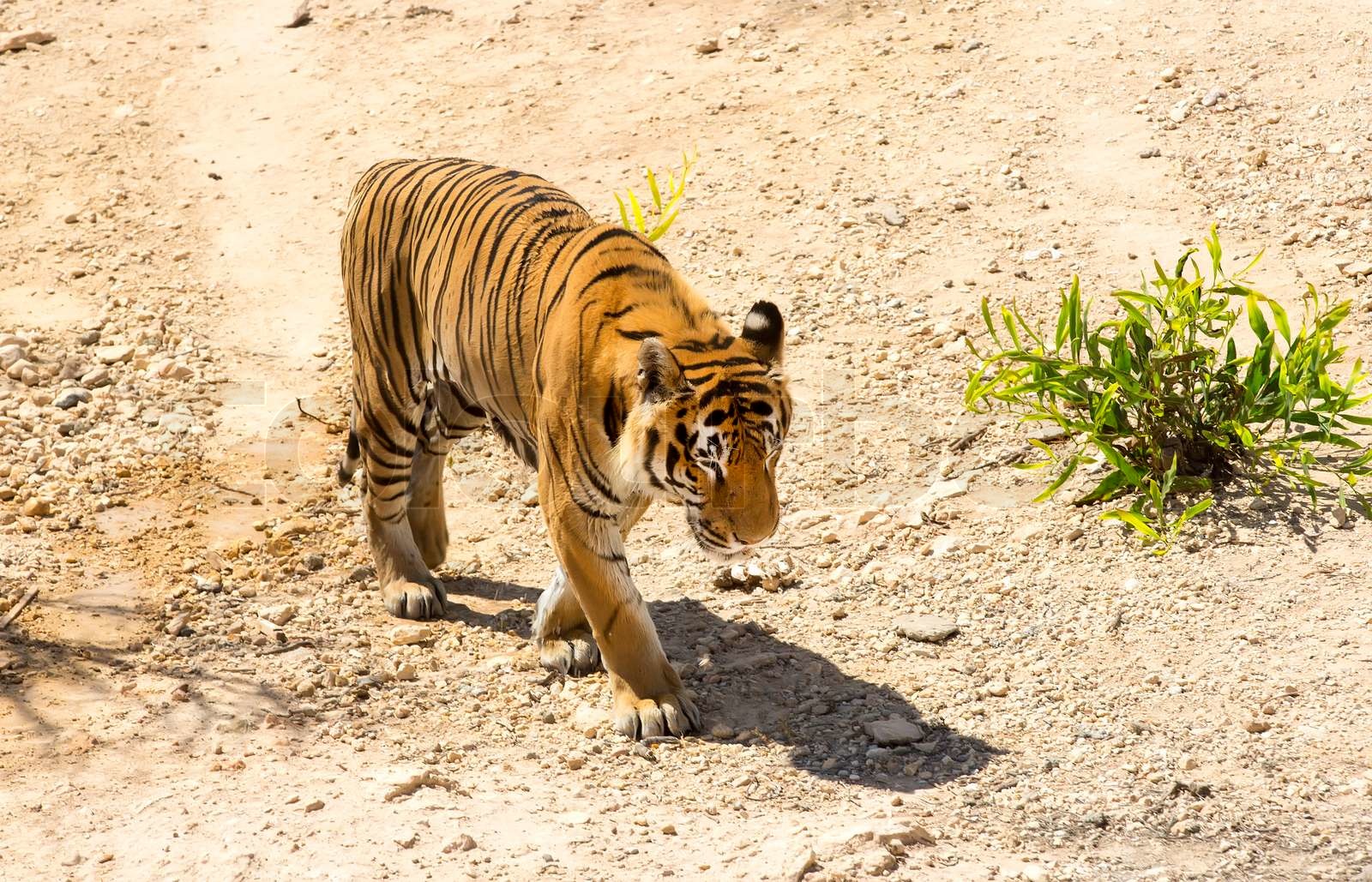 tiger in the wild in Africa | Stock image | Colourbox