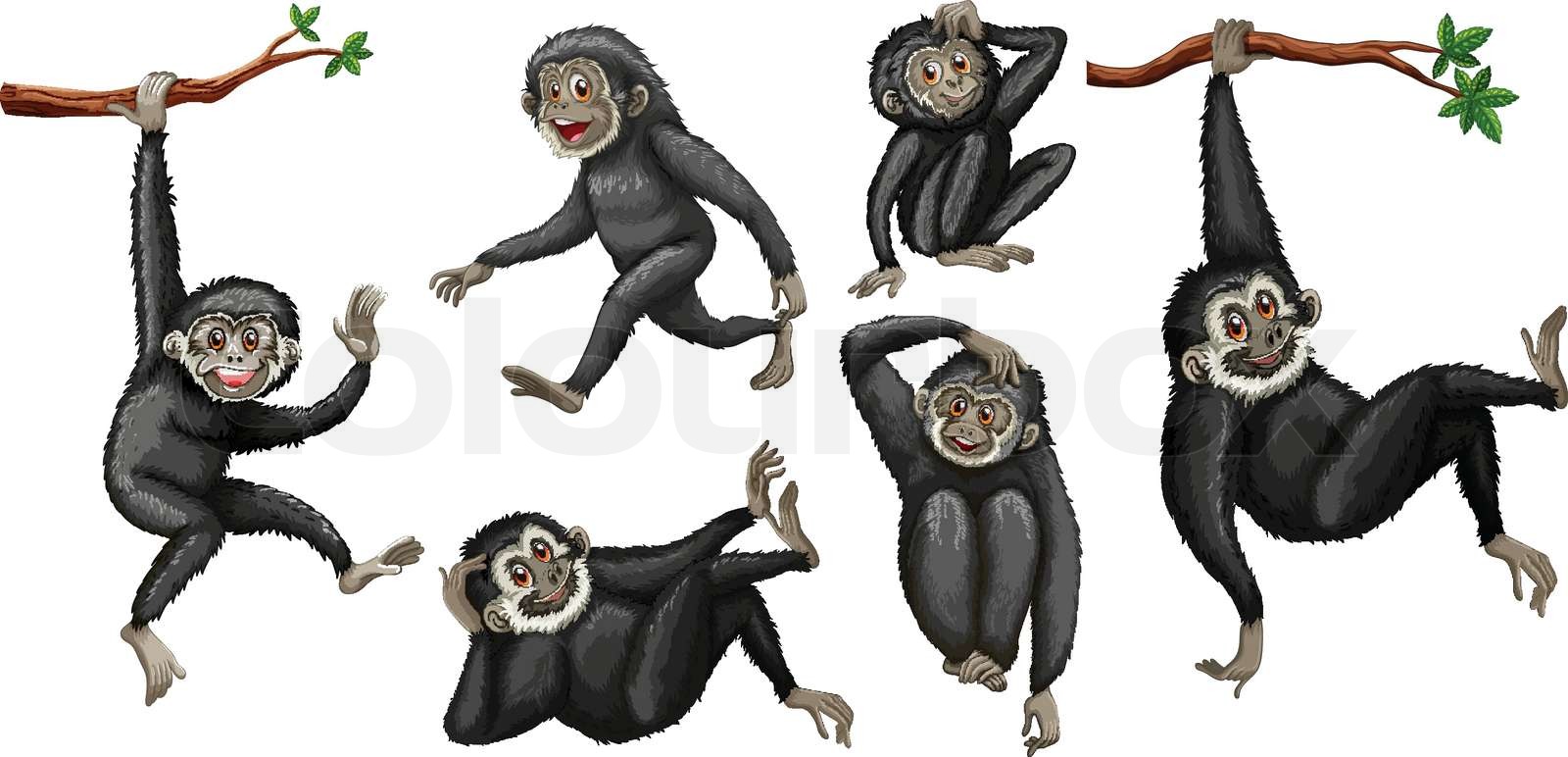 affe, hängend, niedlich | Stock-Vektor | Colourbox