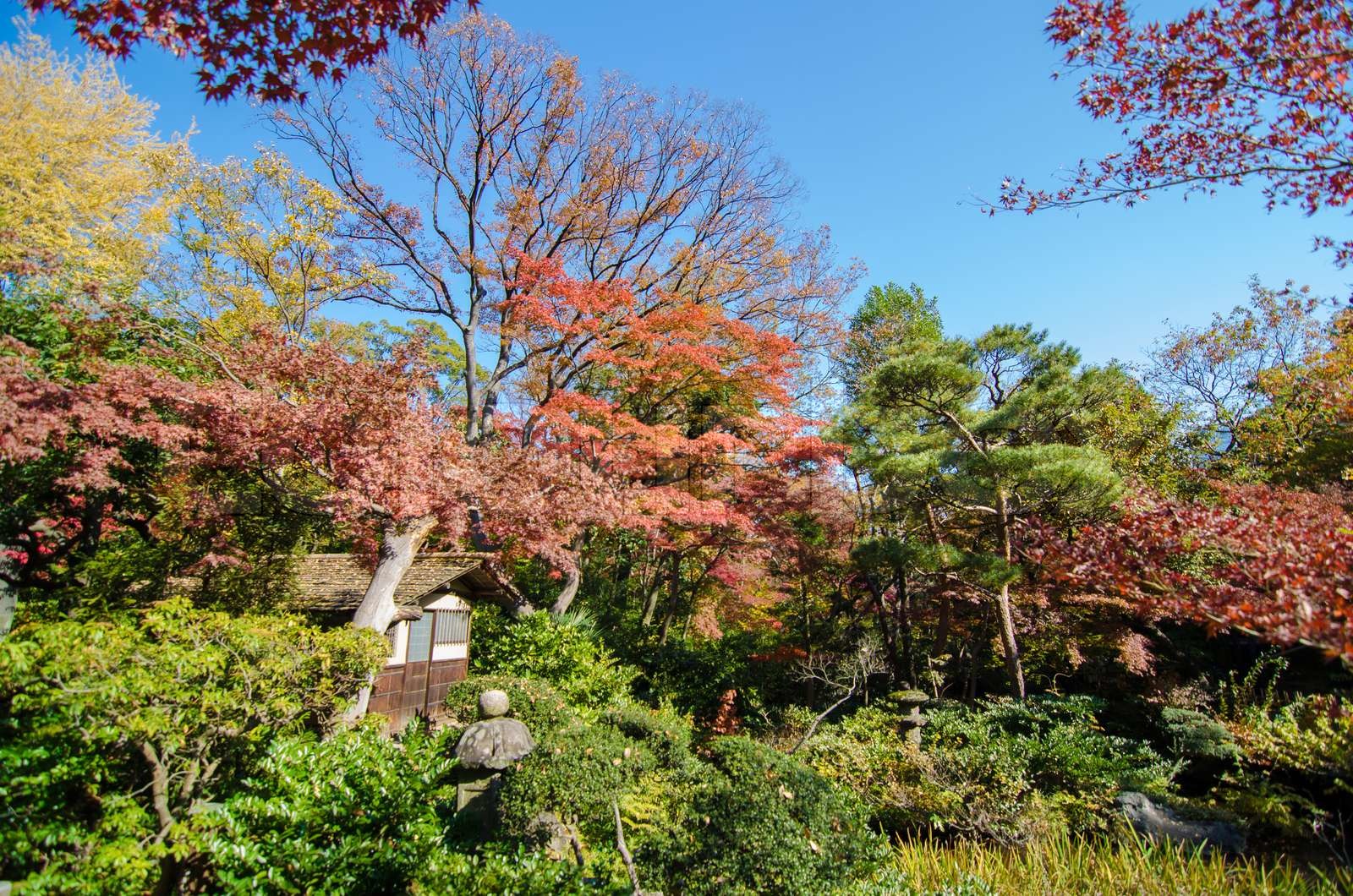 Japanese Garden with Maple, Tokyo, Japan | Stock image | Colourbox
