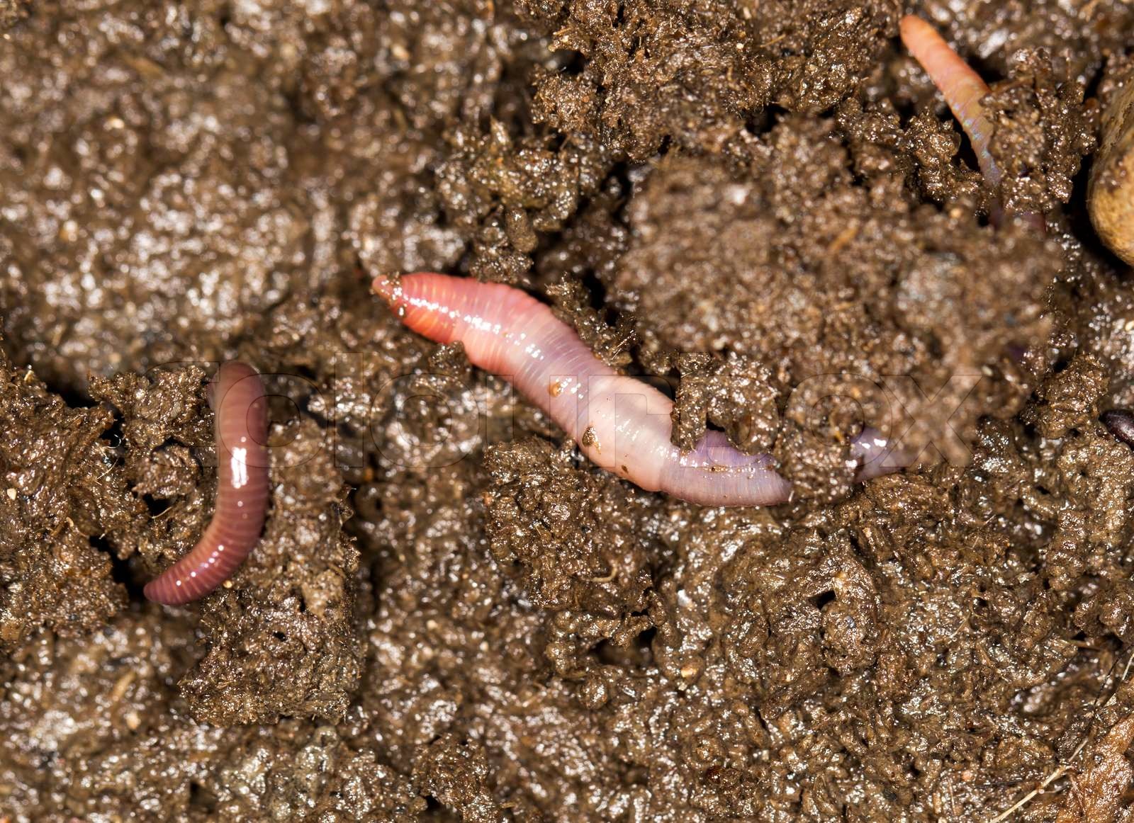 red worm manure | Stock image | Colourbox
