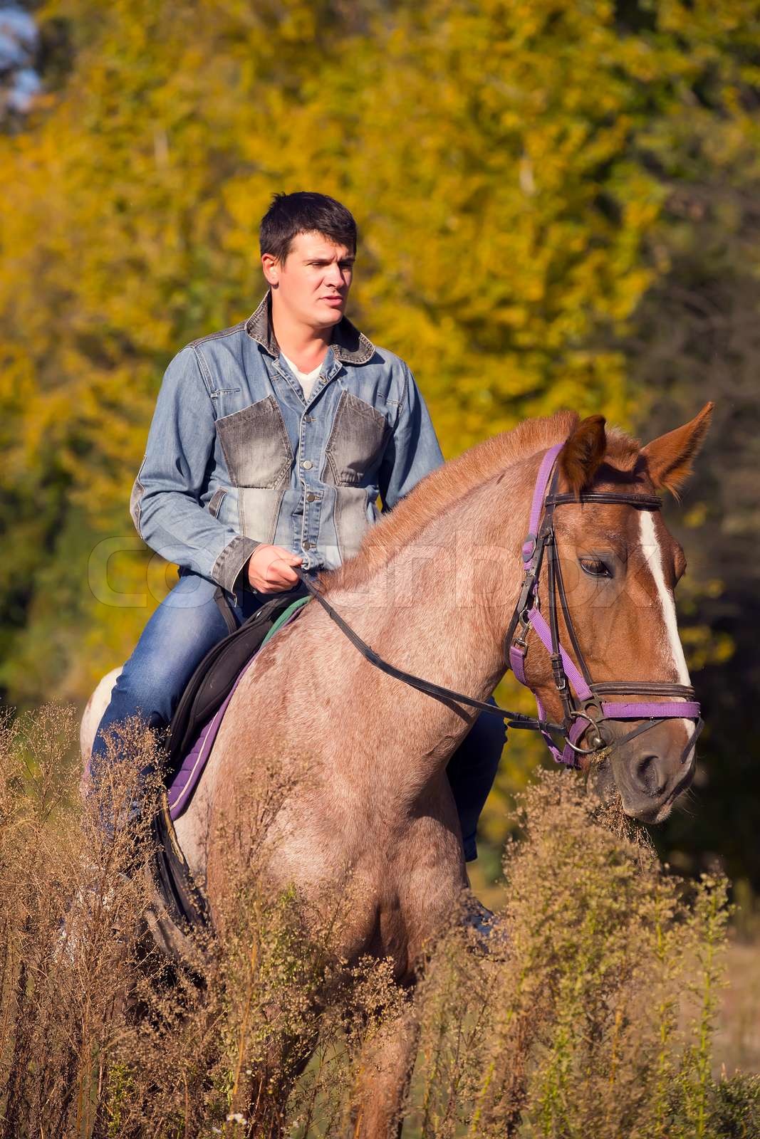 horseback riding | Stock image | Colourbox