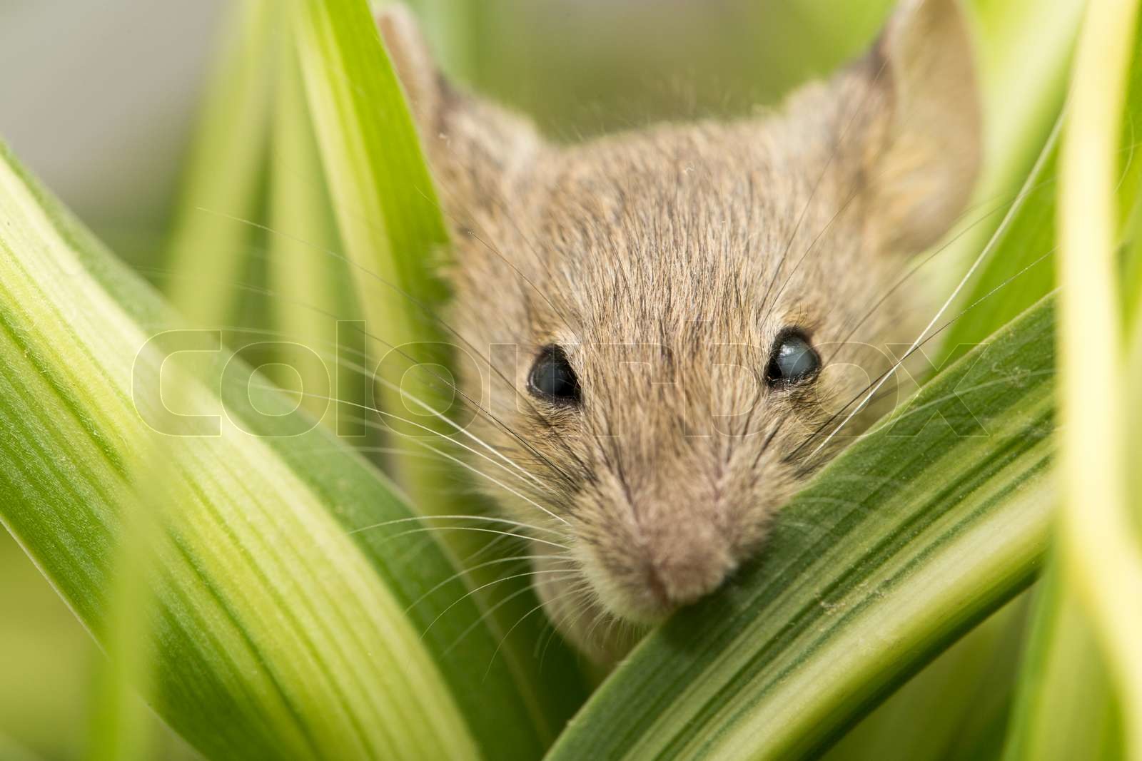 mouse in the grass | Stock image | Colourbox