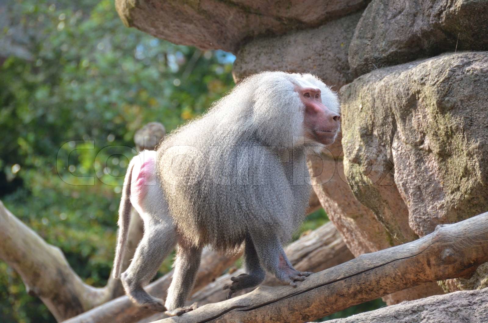 male leader baboon - fører han bavian | Stock foto | Colourbox