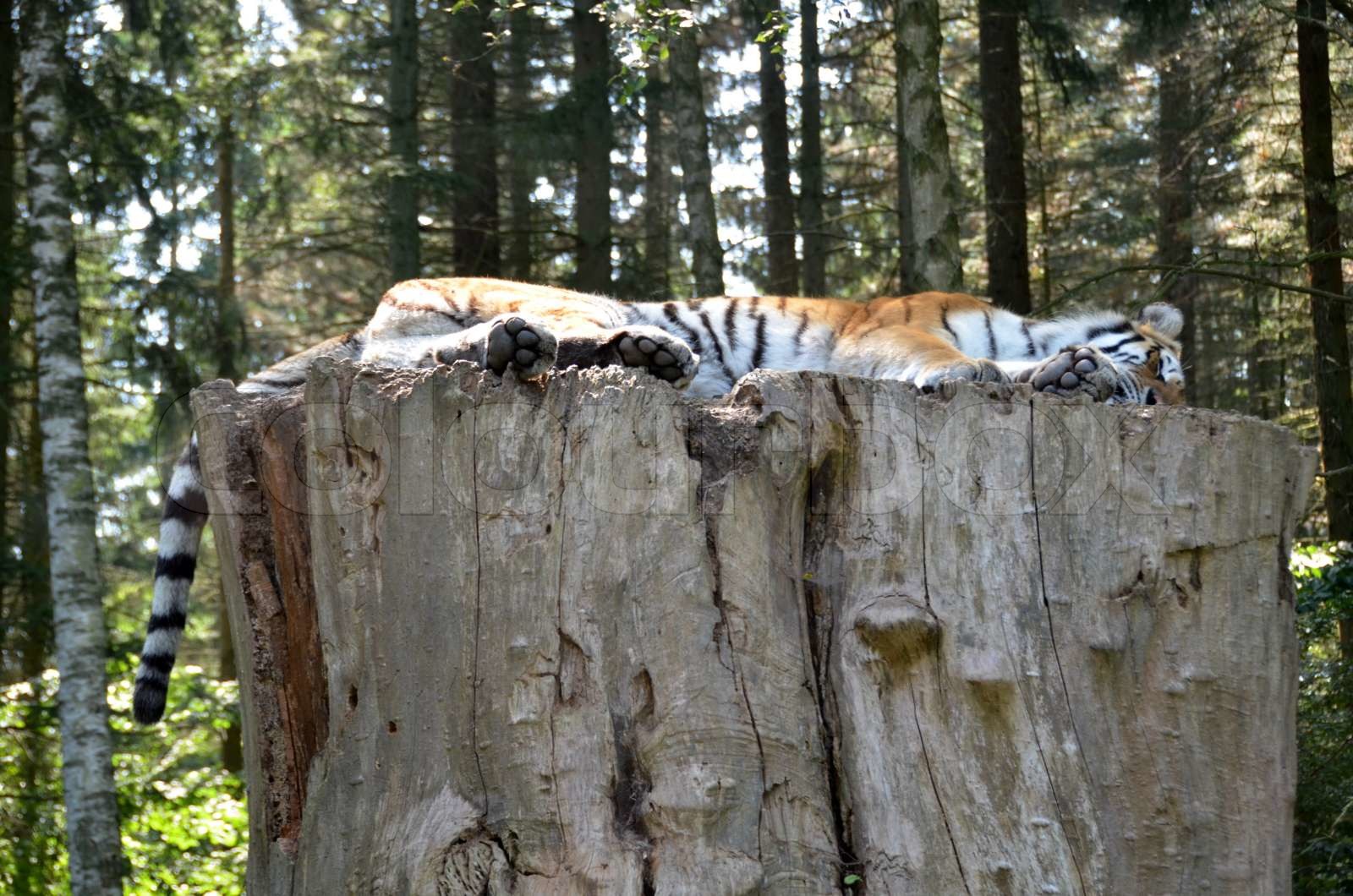 tiger sleeping on top of the large tree stump - tiger sover oven på ...