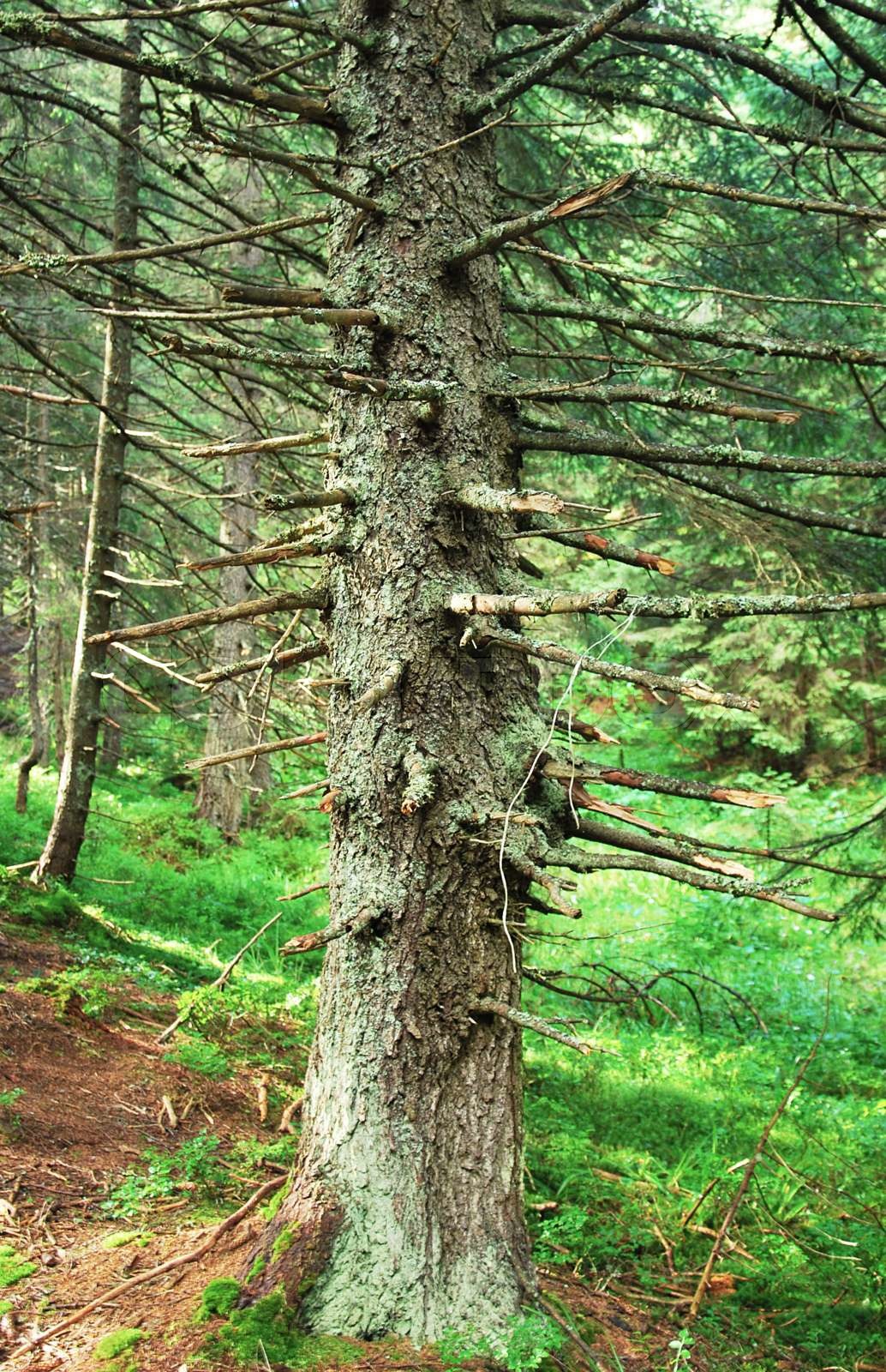 old tree with sharp branches | Stock image | Colourbox
