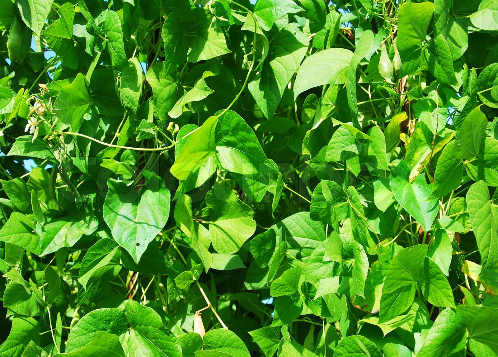 green beans. texture | Stock image | Colourbox