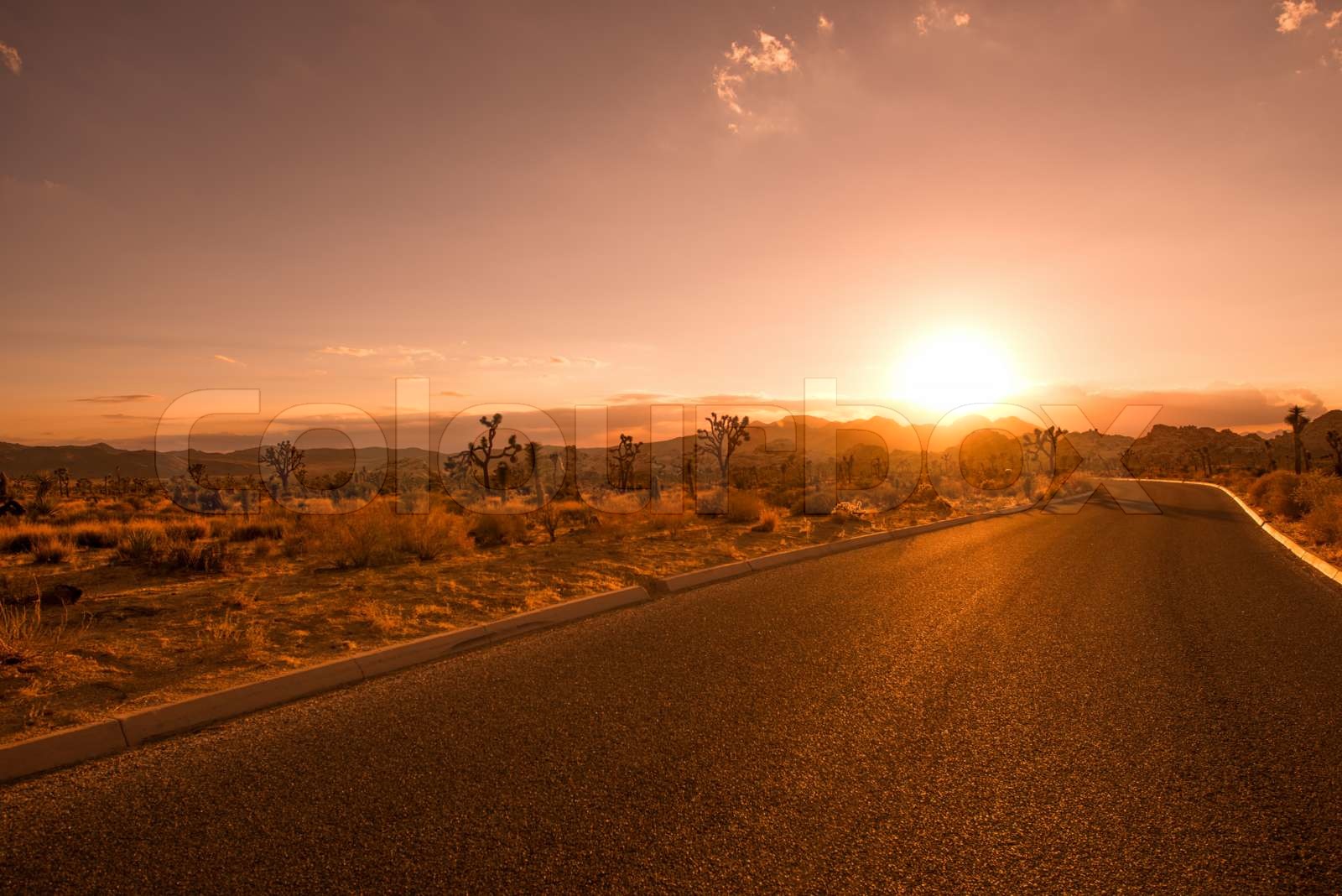Joshua Tree Desert Road | Stock image | Colourbox