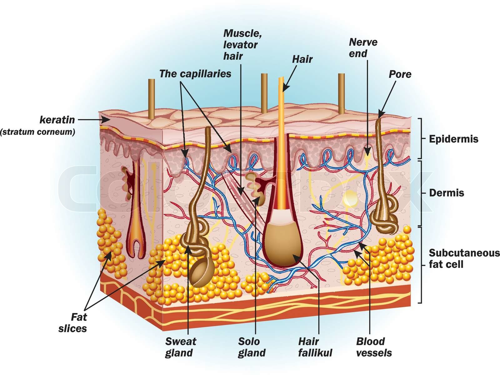 Haut Des Menschen Anatomie : Der perfekte Anatomie-Lernplan – SUOV