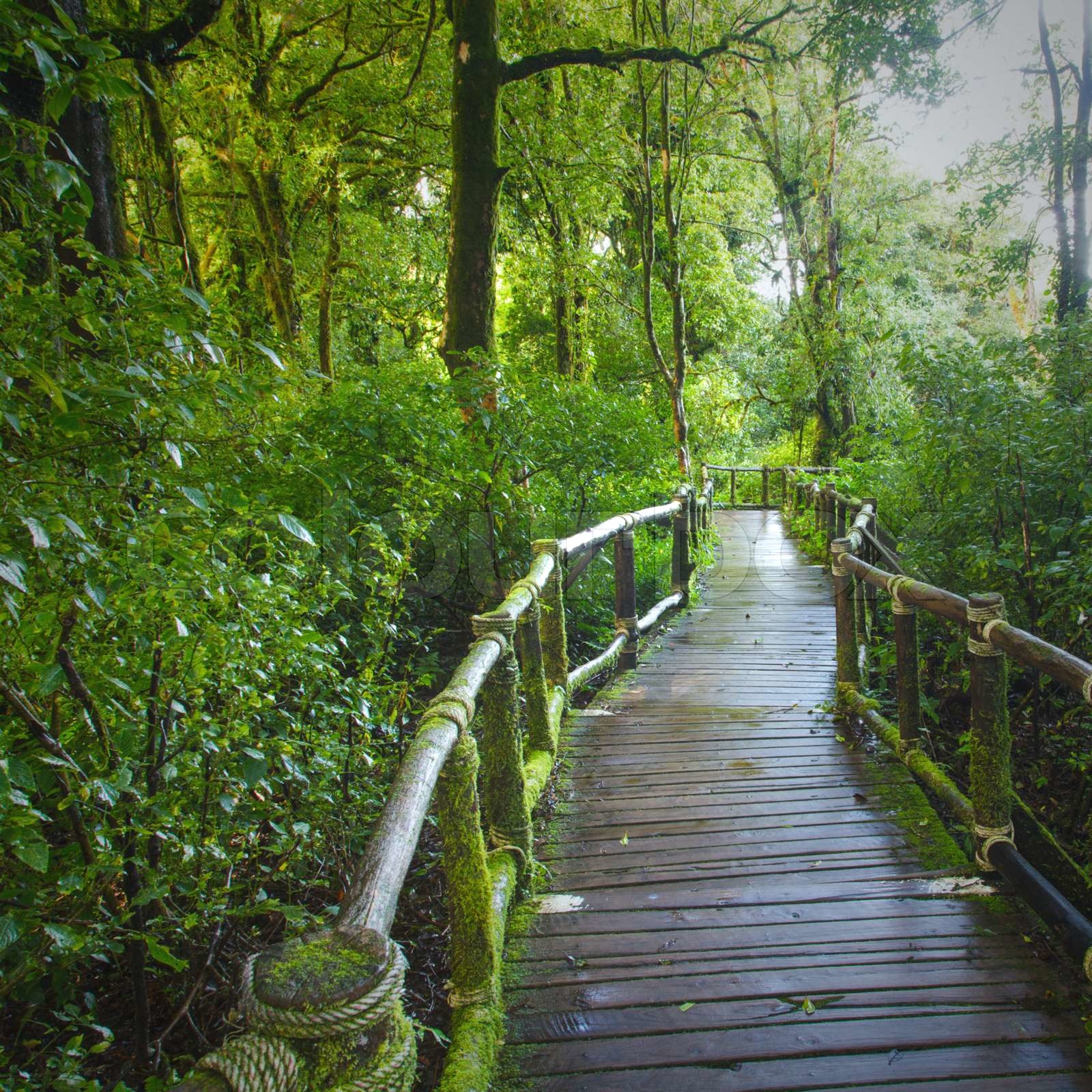 Pathway in the tropical rainforest | Stock image | Colourbox