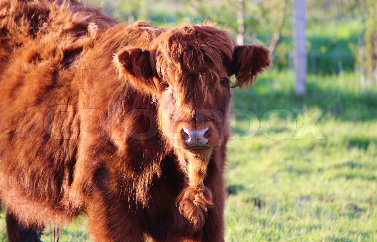 A young bull. | Stock image | Colourbox