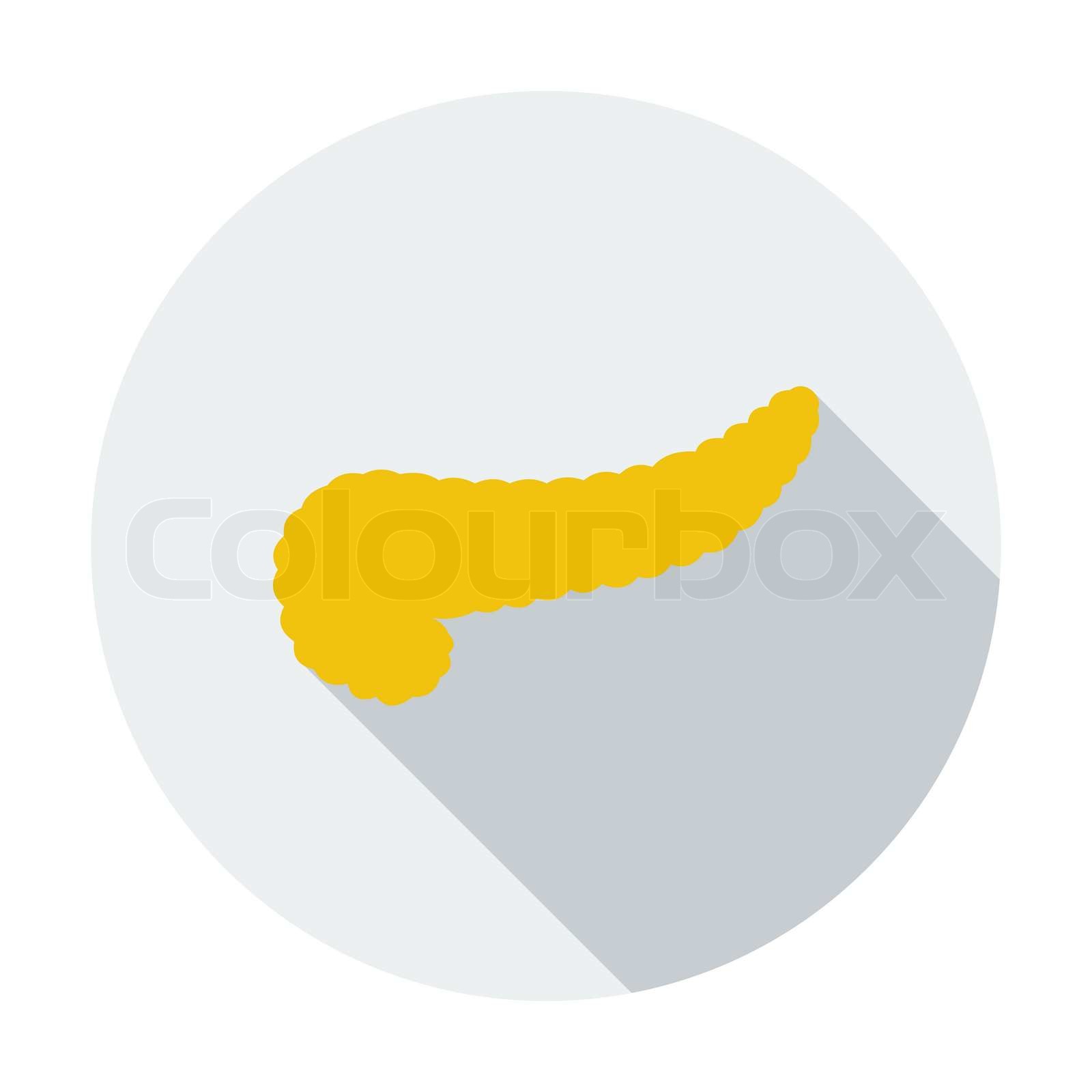 Pancreas icon. | Stock vector | Colourbox
